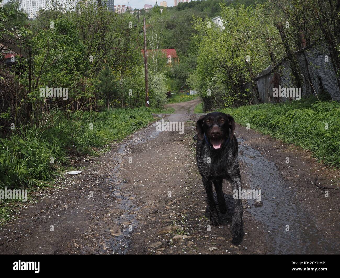 Dog hunting German breed in the woods Stock Photo - Alamy