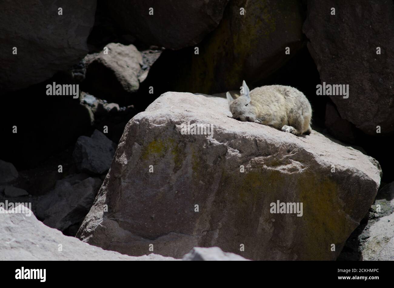 Southern viscacha Lagidium viscacia sunbathing on a rock. Las Cuevas ...