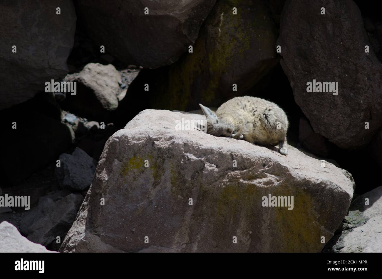 Southern viscacha Lagidium viscacia scratching and sunbathing on a rock ...