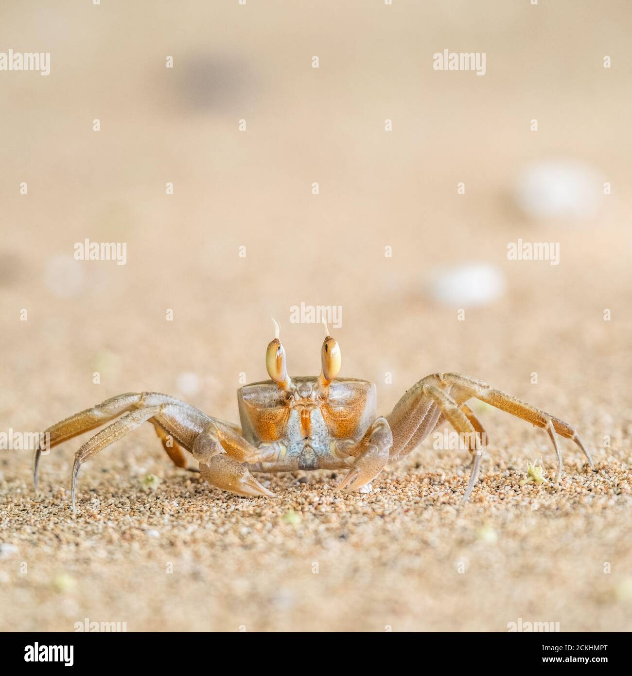 Ghost crab animal fauna hi-res stock photography and images - Alamy