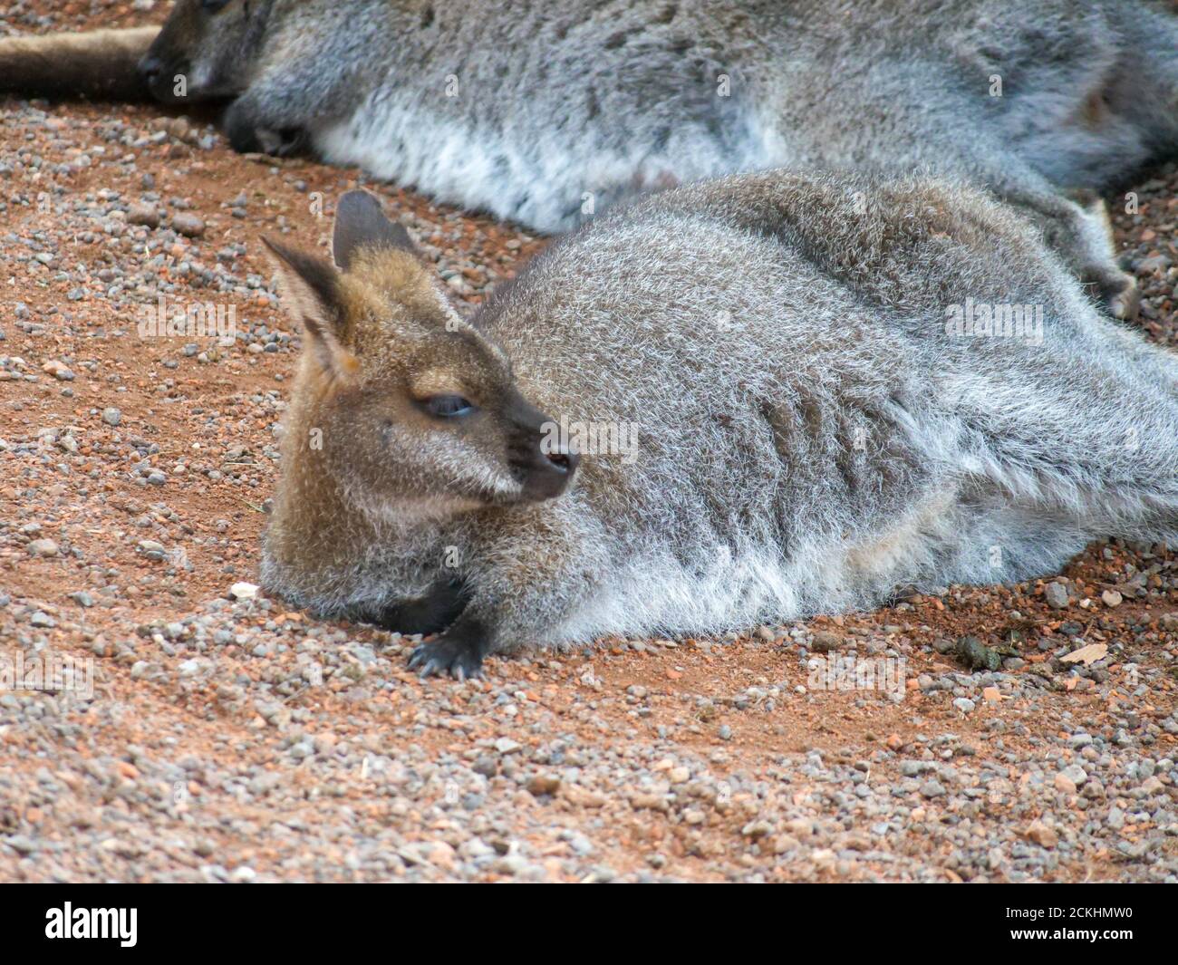 Child watching animal at zoo hi-res stock photography and images - Alamy