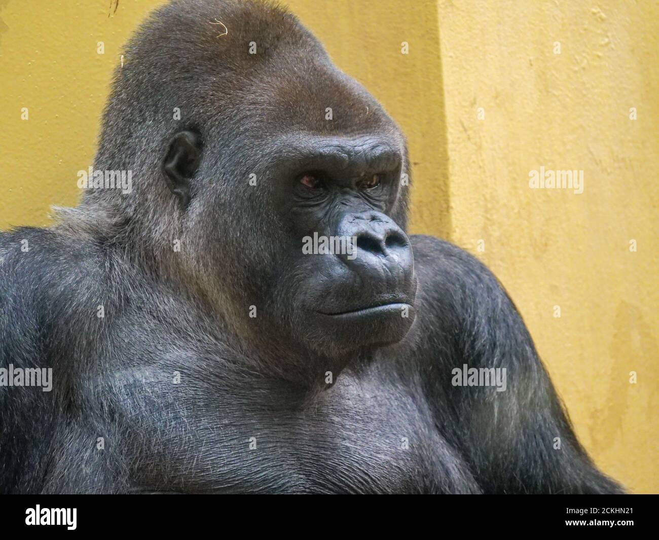 Gorilla at Zoo Zürich Stock Photo - Alamy