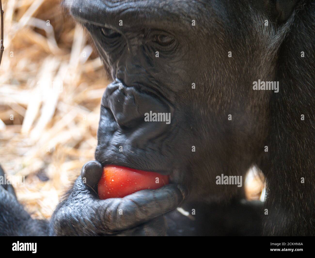 Gorilla at Zoo Zürich Stock Photo - Alamy