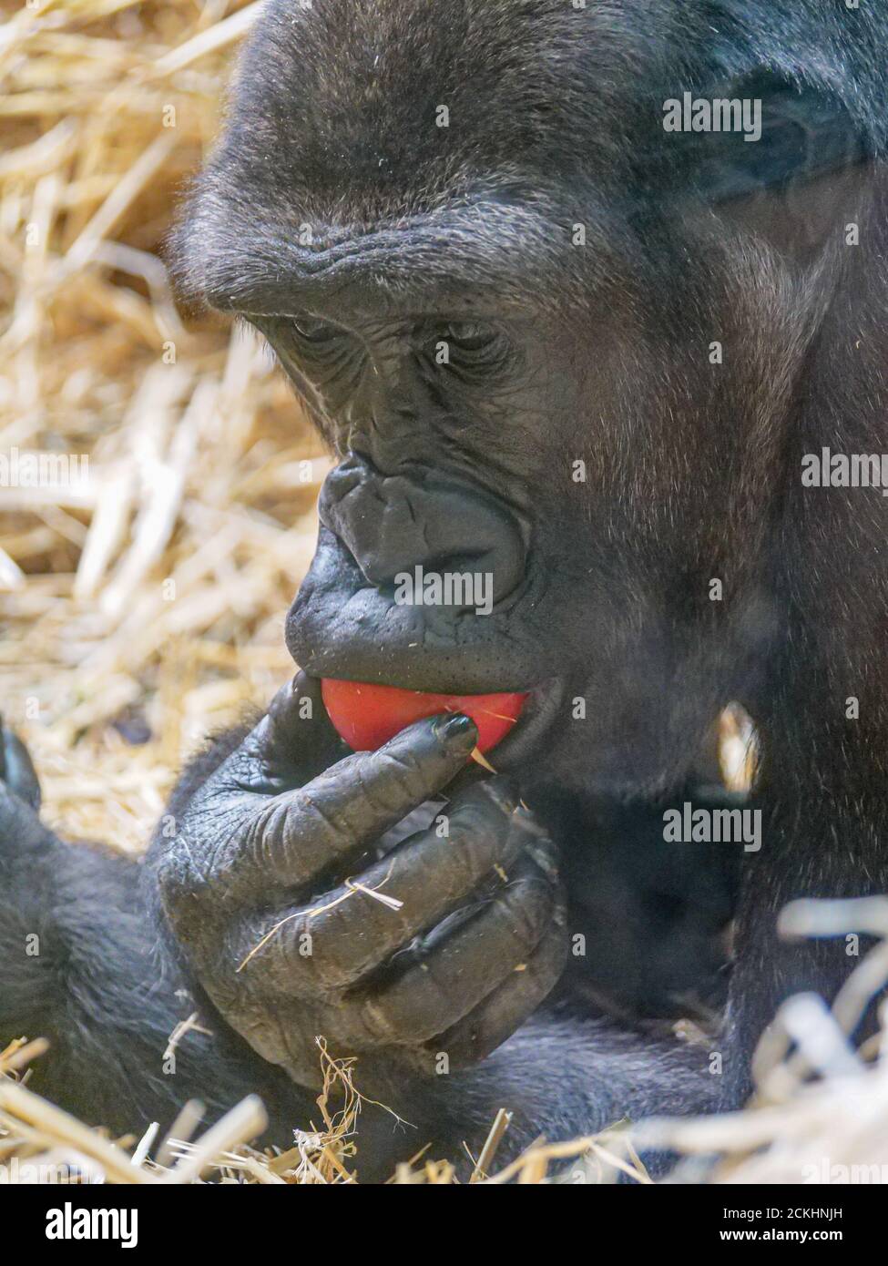 Gorilla at Zoo Zürich Stock Photo - Alamy