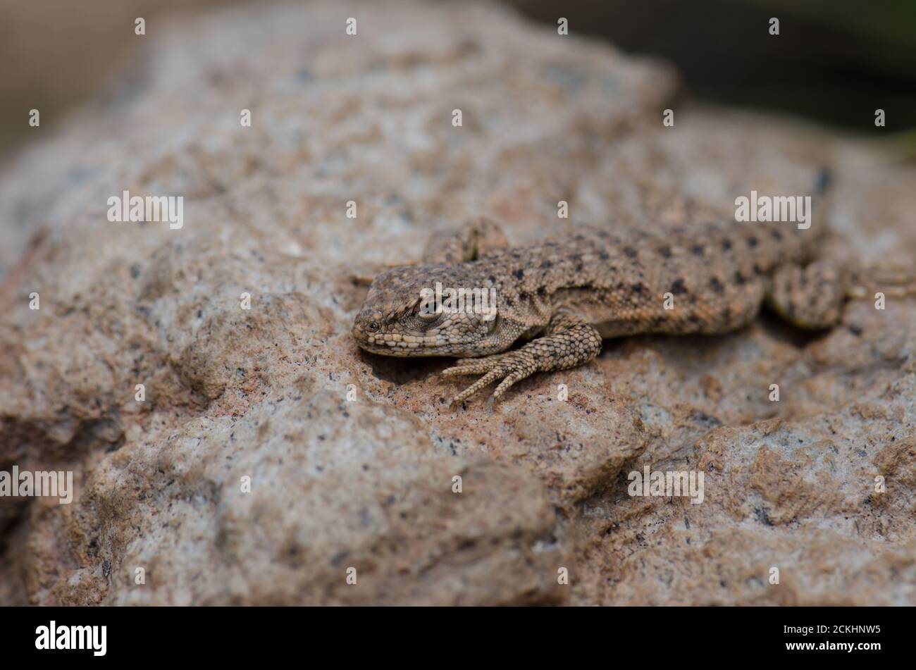 Iguanian lizard Liolaemus sp. in Lauca National Park. Arica y ...