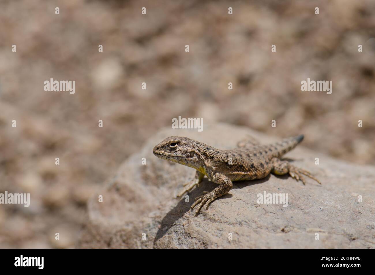 Iguanian lizard Liolaemus sp. in Lauca National Park. Arica y ...