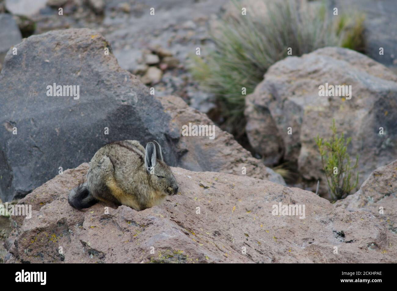 Viscacia hi-res stock photography and images - Alamy
