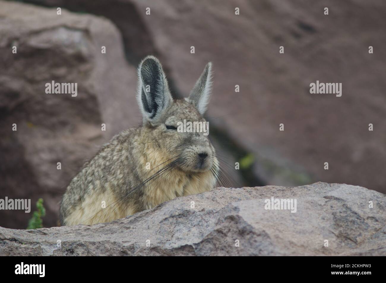 Southern viscacha Lagidium viscacia resting. Parinacota. Lauca National ...