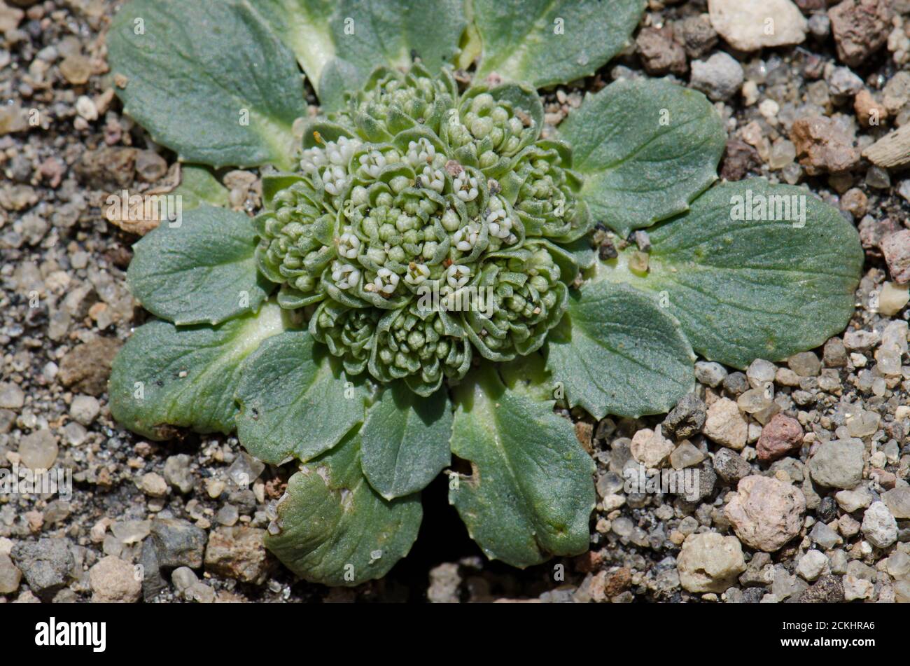 Wild plant in Lauca National Park. Arica y Parinacota Region. Chile ...
