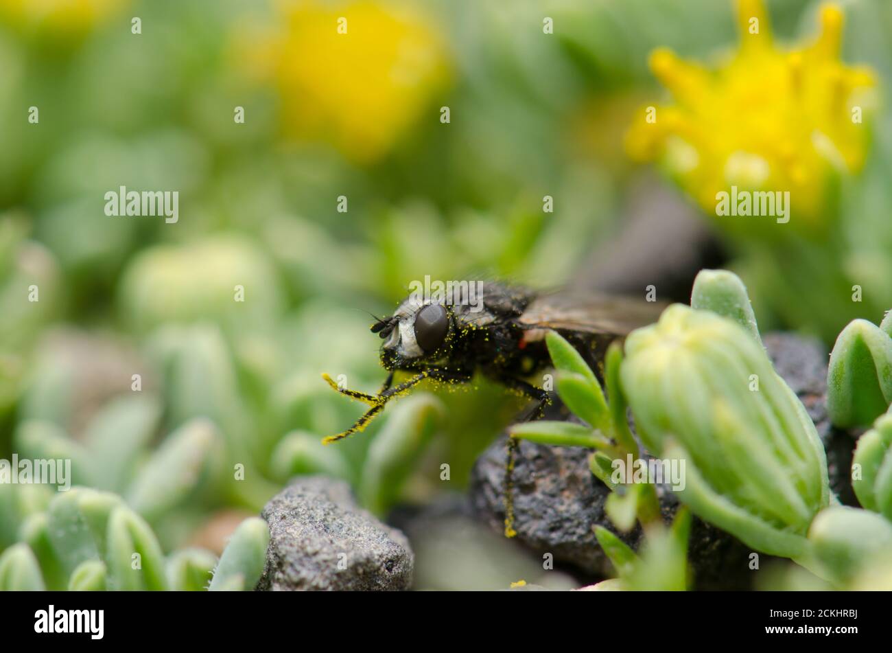 Fly grooming on a plant. Lauca National Park. Arica y Parinacota Region ...