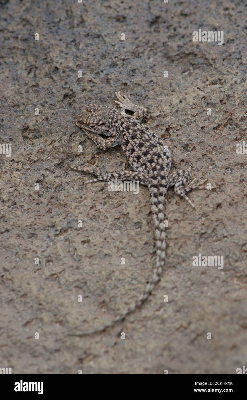 Iguanian lizard Liolaemus sp. in Lauca National Park. Arica y ...