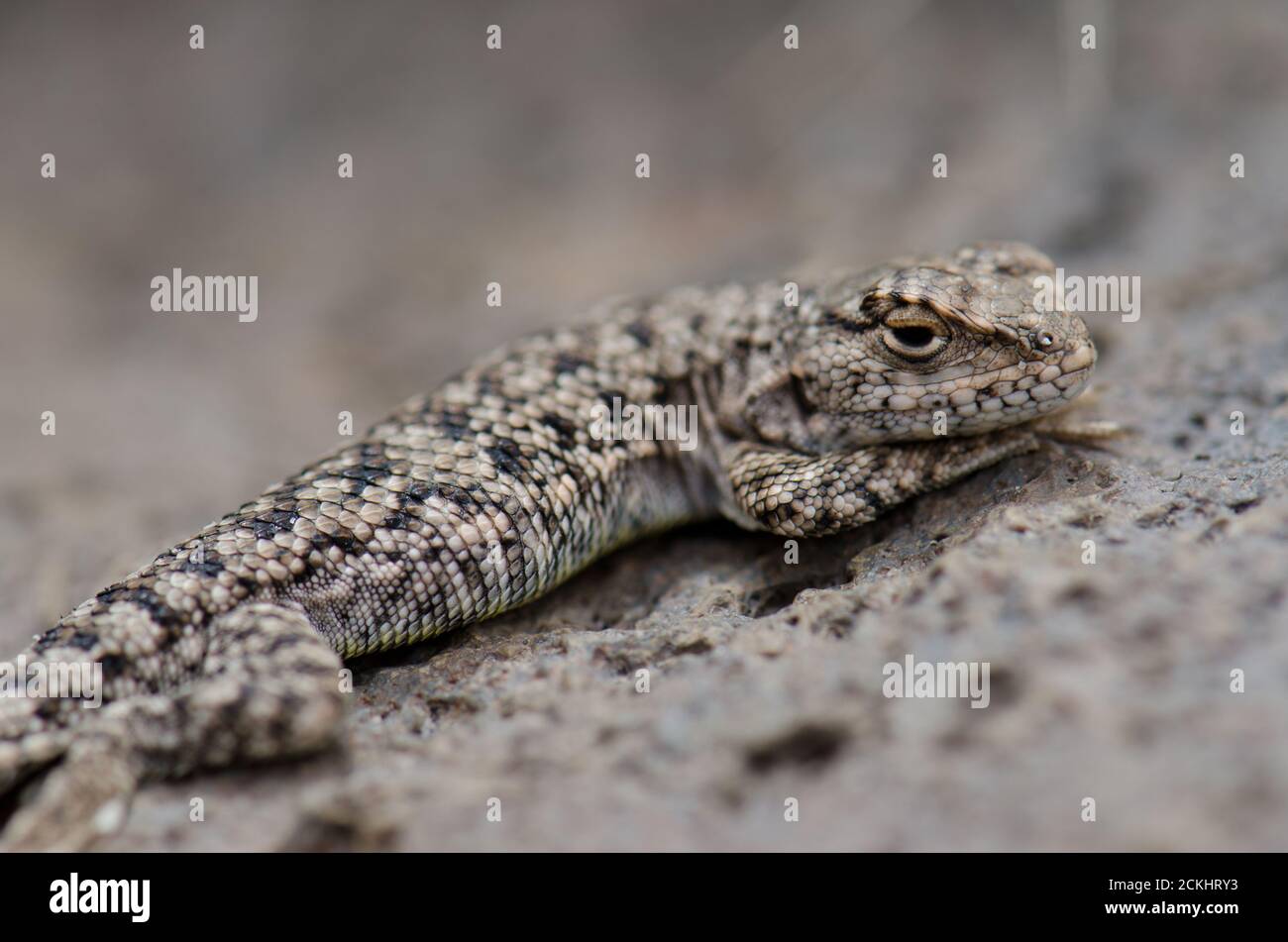 Iguanian lizard Liolaemus sp. in Lauca National Park. Arica y ...