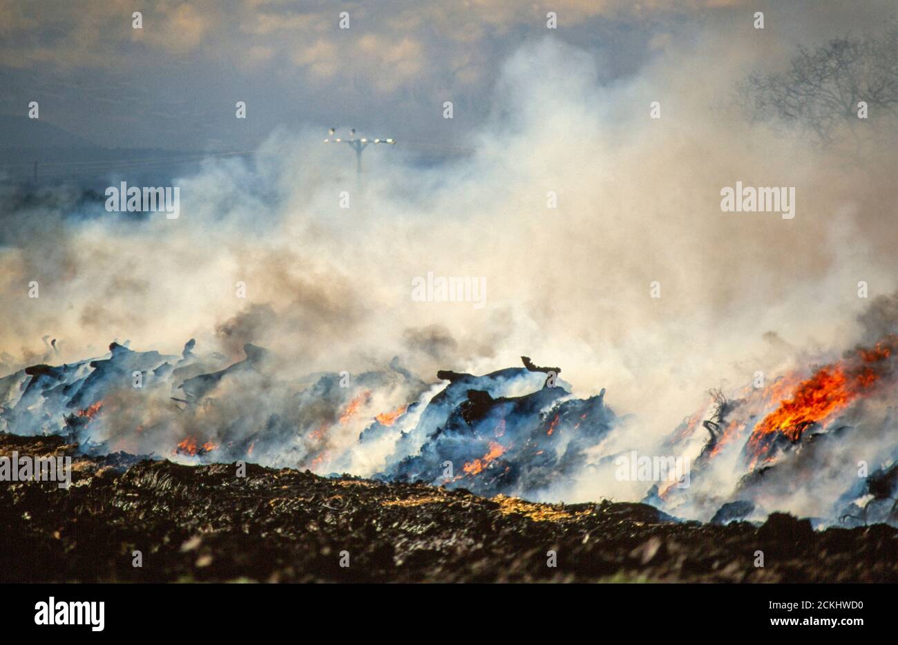 Cattle being burned on a funeral pyre during the 2001 Foot and Mouth ...