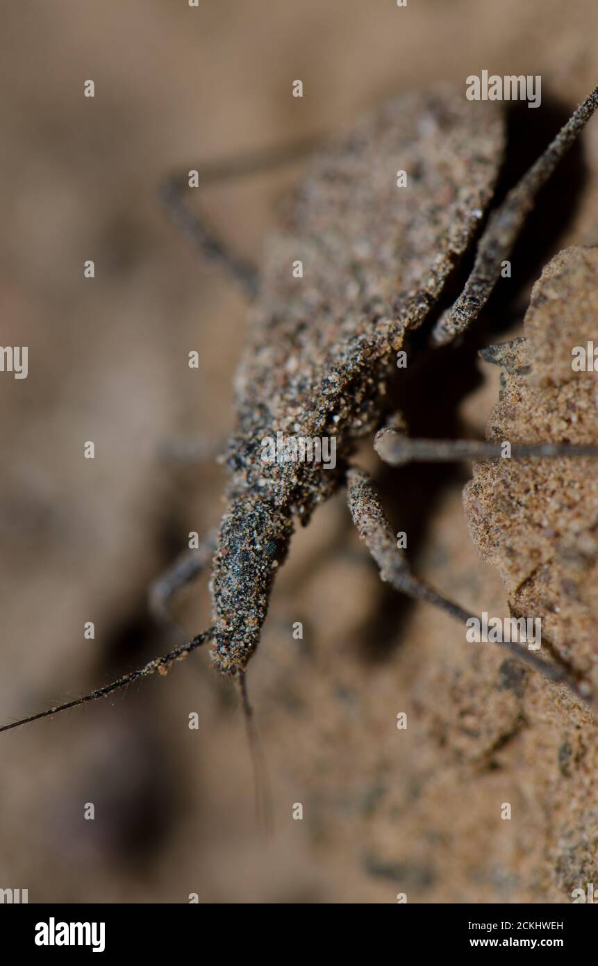 True bug in Las Cuevas of Arica. Arica y Parinacota Region. Chile Stock ...