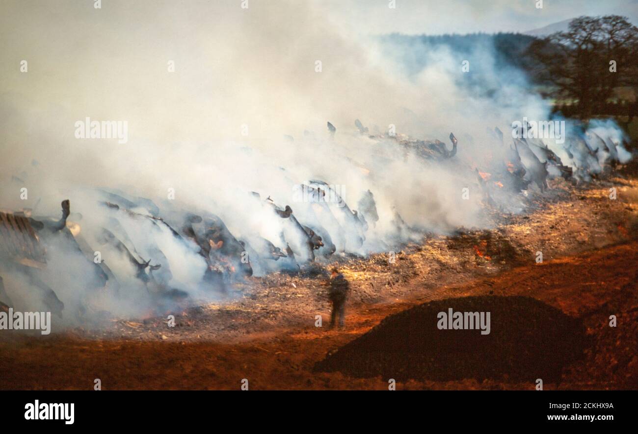 Cattle being burned on a funeral pyre during the 2001 Foot and Mouth ...