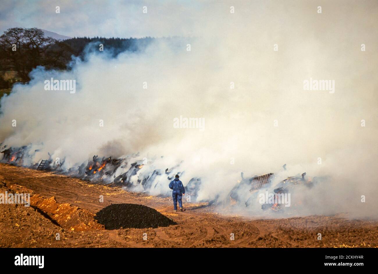 Foot and mouth cattle hi-res stock photography and images - Alamy