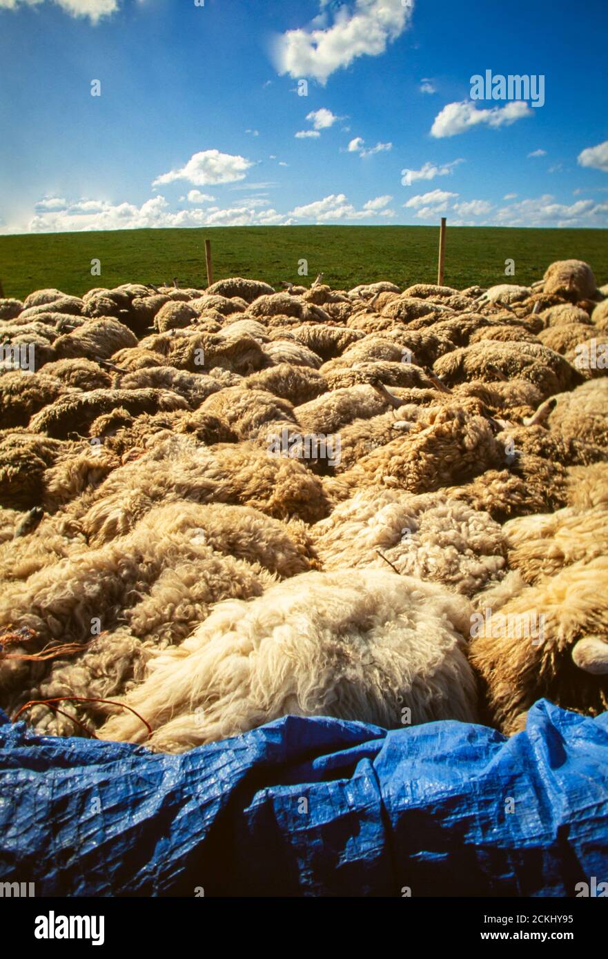 Sheep slaughtered in the 2001 Foot and Mouth disease outbreak in ...