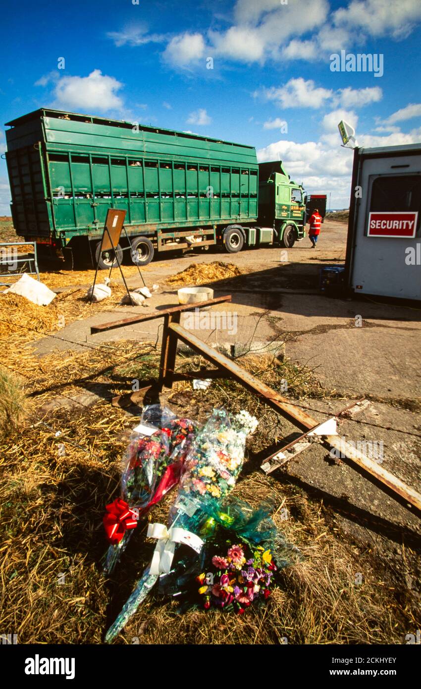 Flowers in memory of all the slaughtered animals during the 2001 Foot ...
