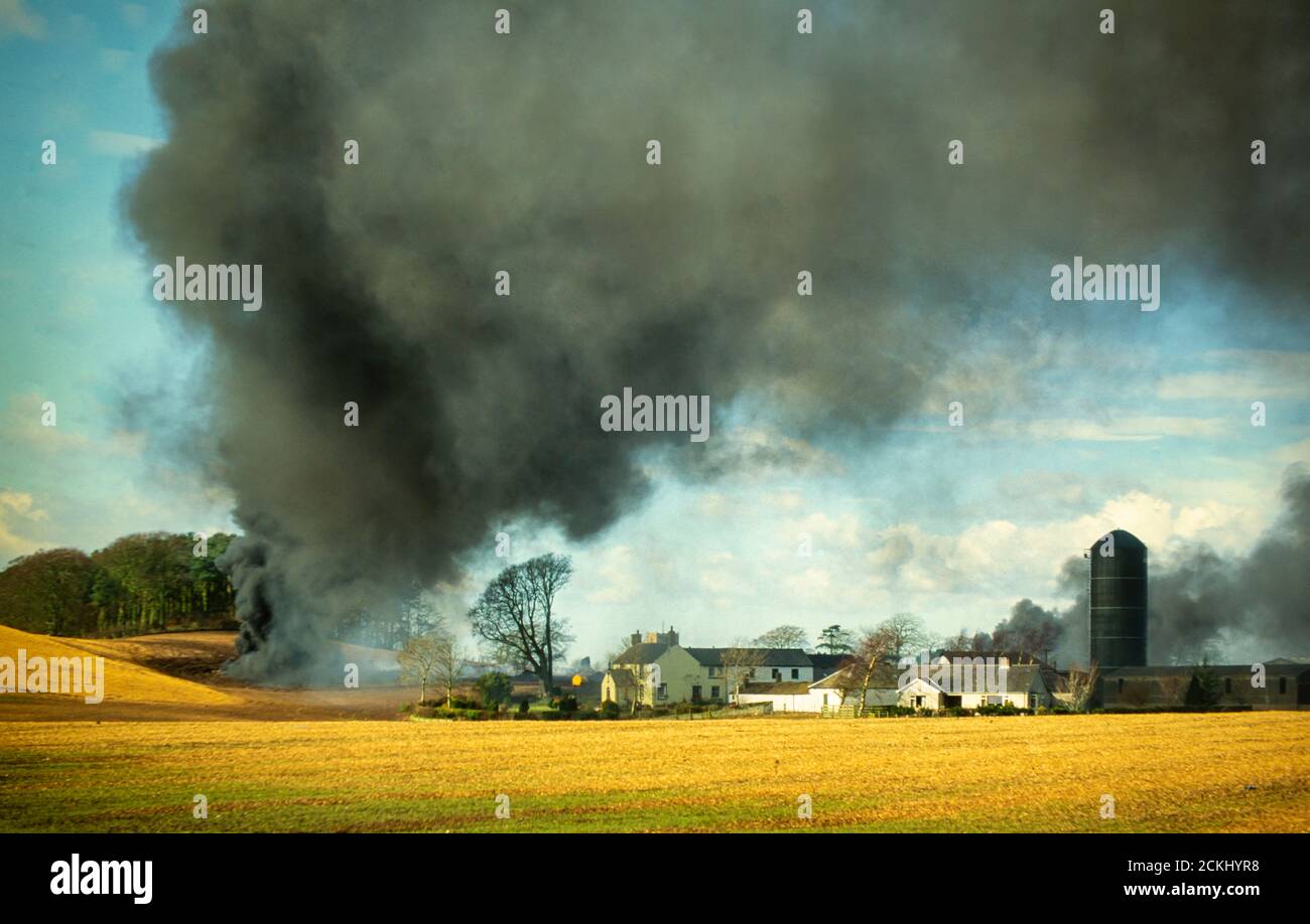 Cattle being burned on a funeral pyre on a farm in Longtown during the ...