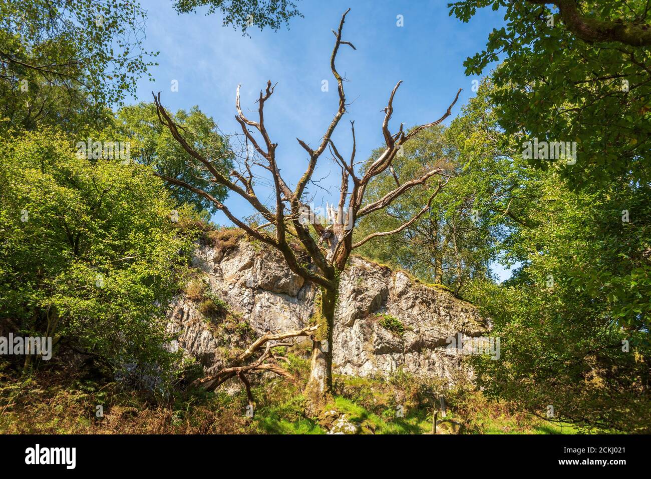 Tree stands hi-res stock photography and images - Alamy