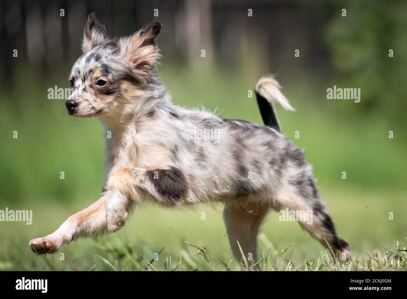 Small mottled crossbred rescue dog runs on a lawn Stock Photo - Alamy