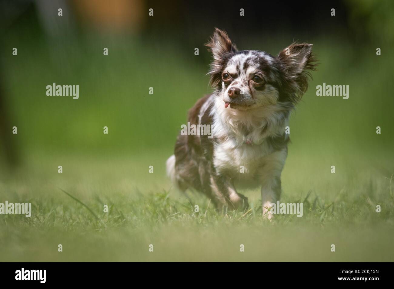 Mottled dog hi-res stock photography and images - Alamy