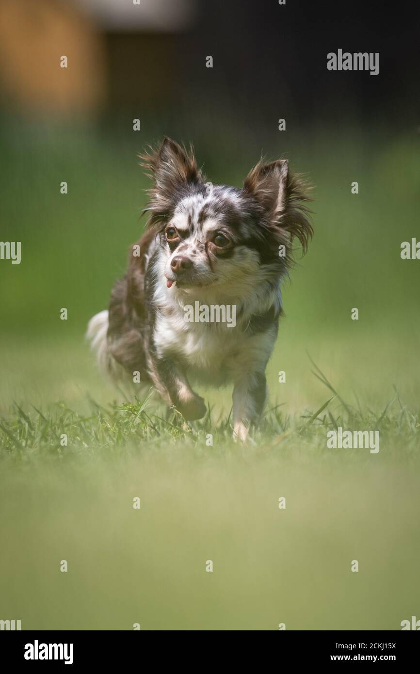 Small mottled Chihuahua rescue dog walks on a lawn Stock Photo - Alamy