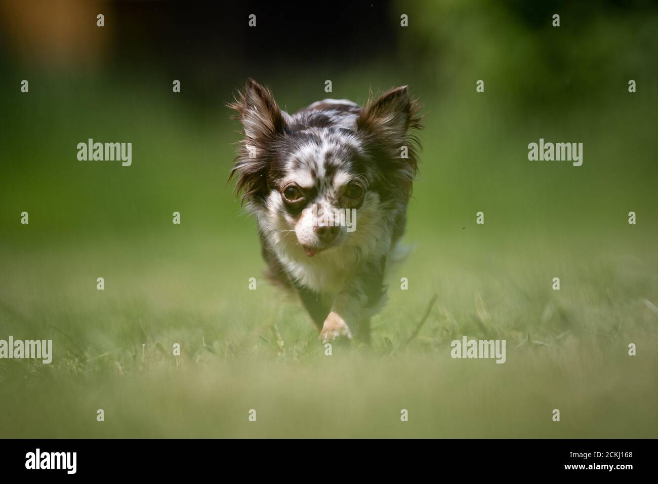Small mottled Chihuahua rescue dog walks on a lawn Stock Photo - Alamy
