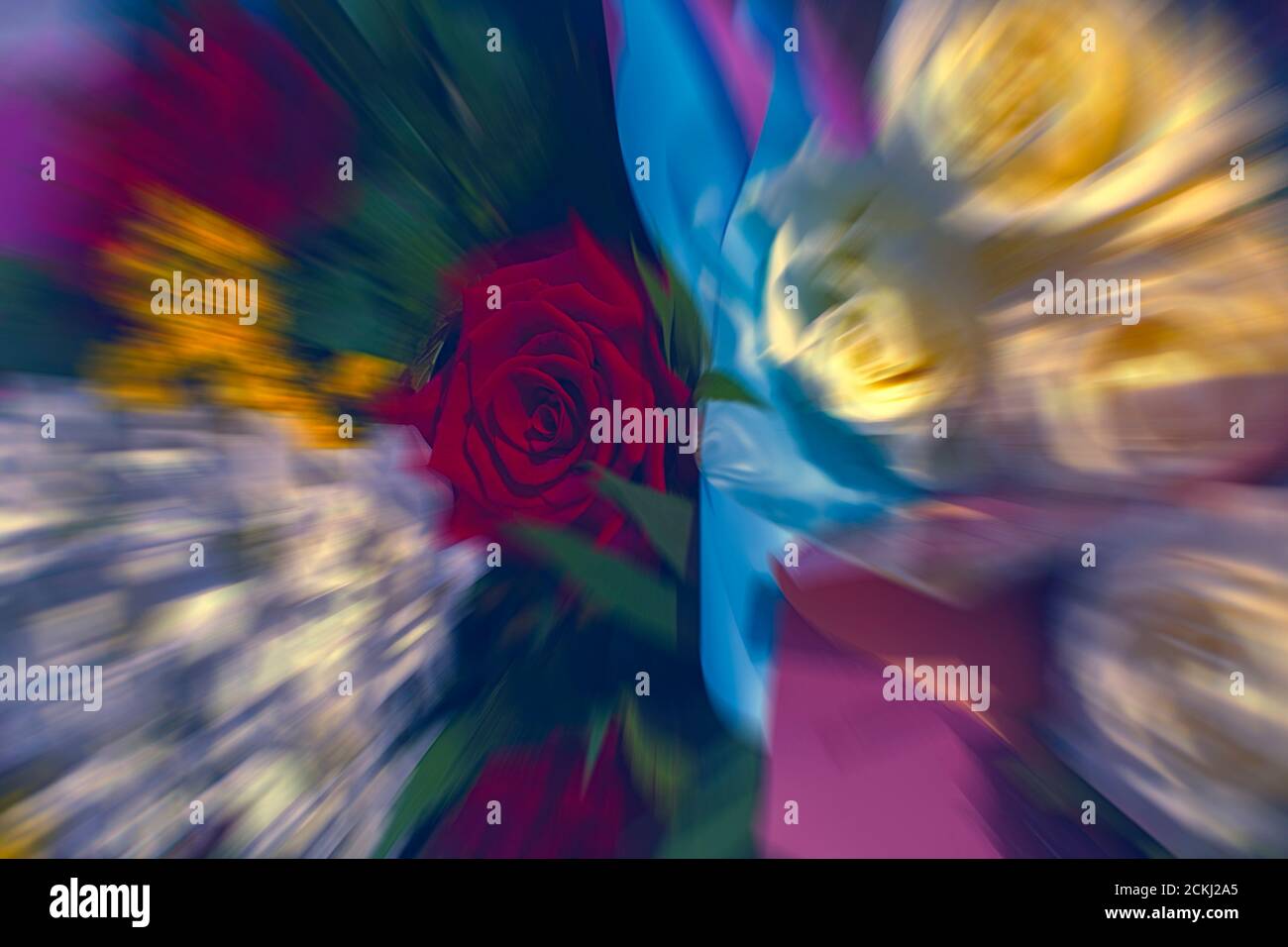 Rose on blurred background zoom effect Stock Photo - Alamy