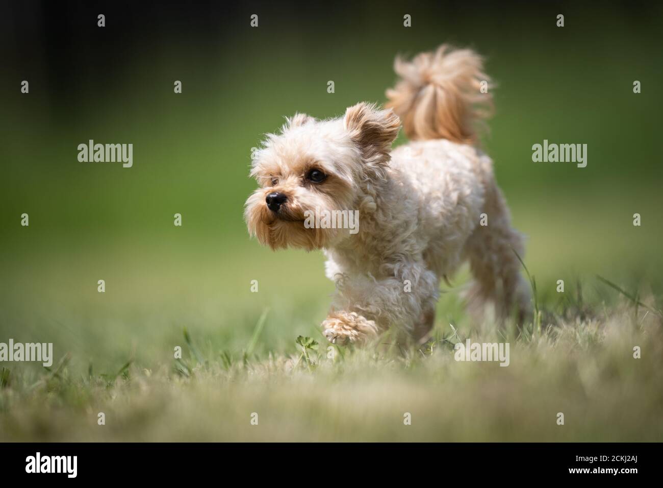 Small beige crossbred Terrier rescue dog walks on a lawn Stock Photo ...