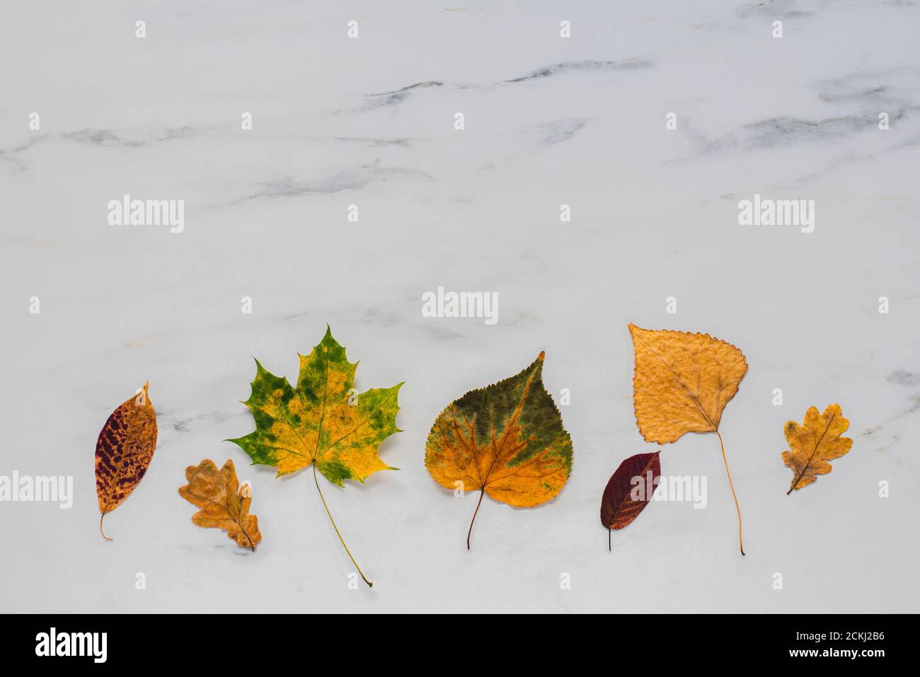 Colorful dry Autumn leaves on marble background. Flat lay, top view ...