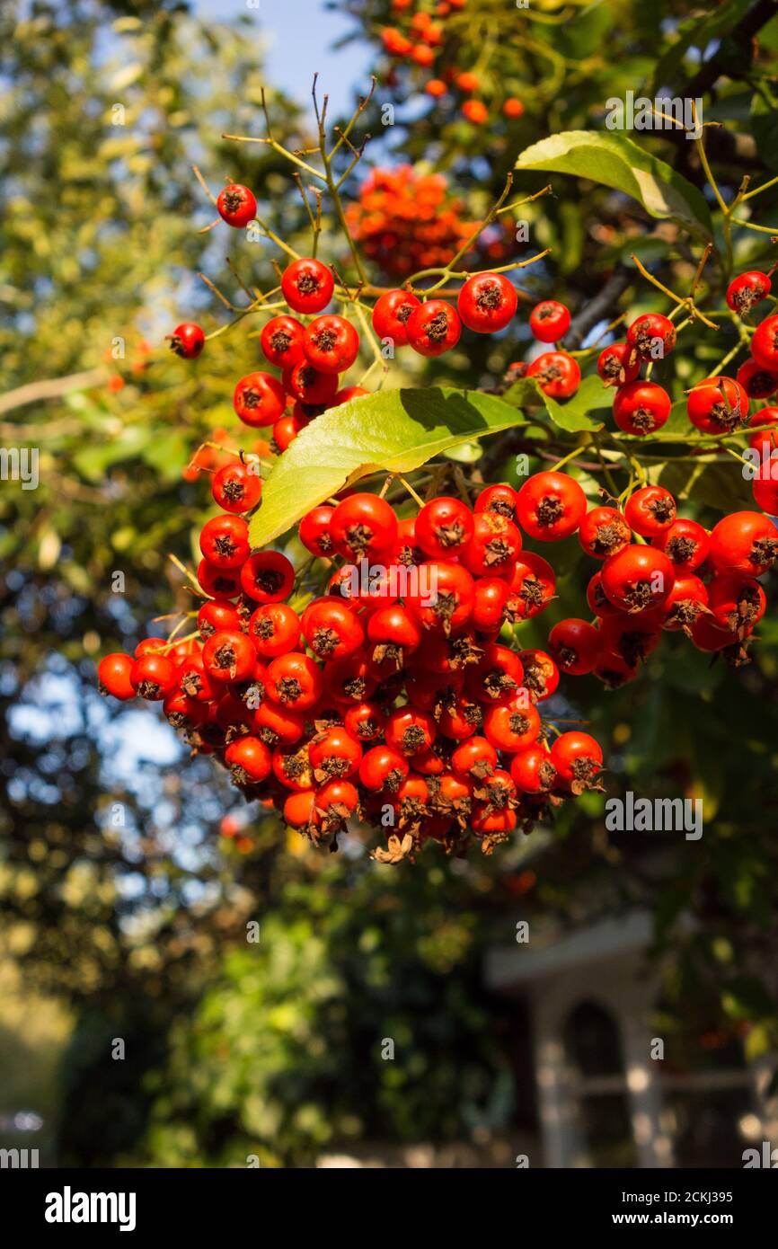 Scarlet firethorns hi-res stock photography and images - Alamy