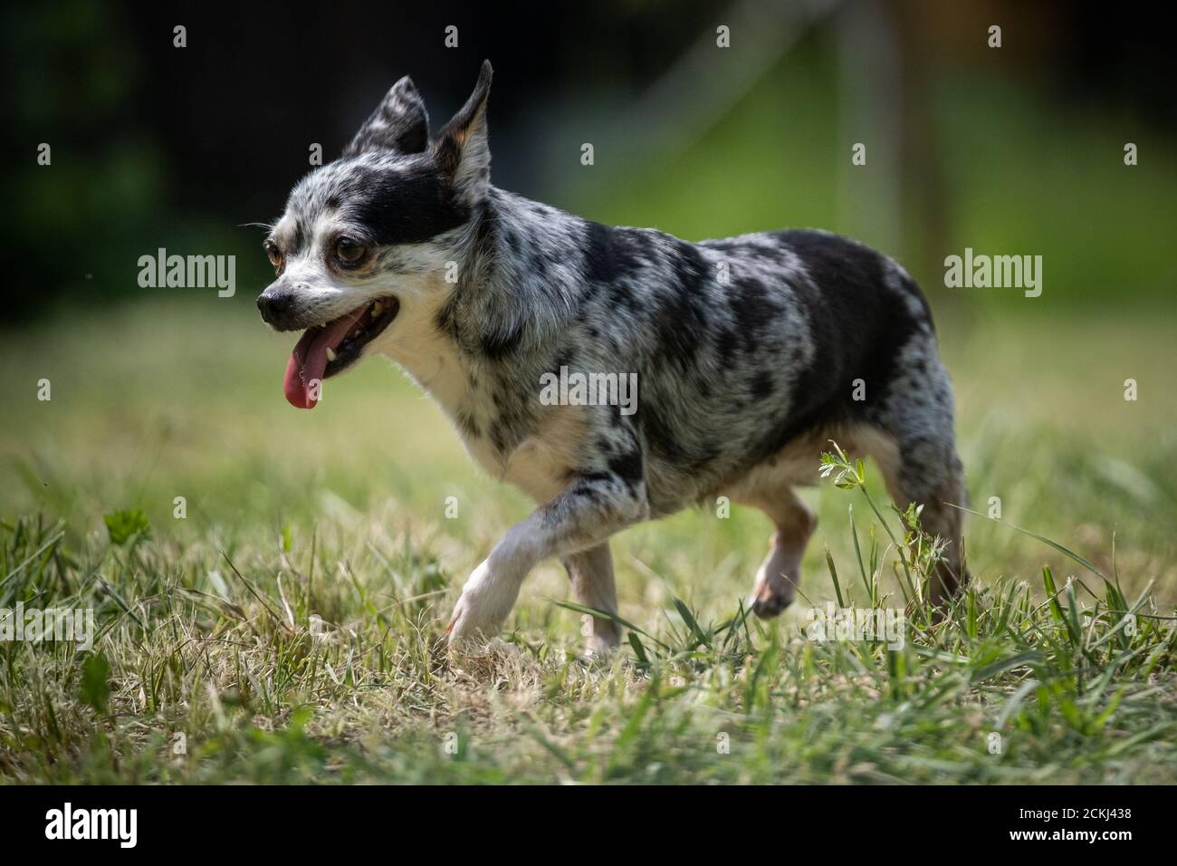 Small mottled crossbred Chihuahua rescue dog walks on a lawn Stock ...