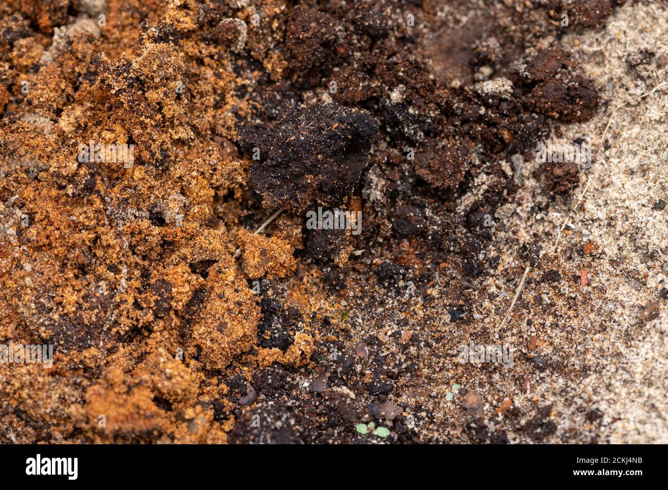 Surface texture of a mixture of sand and earth, close-up Stock Photo ...