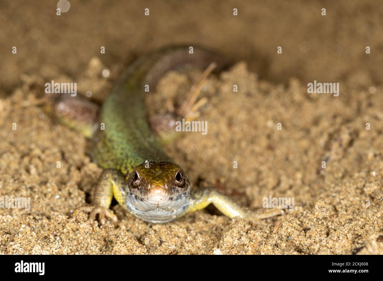 The European green lizard (Lacerta viridis) on a sand Stock Photo - Alamy