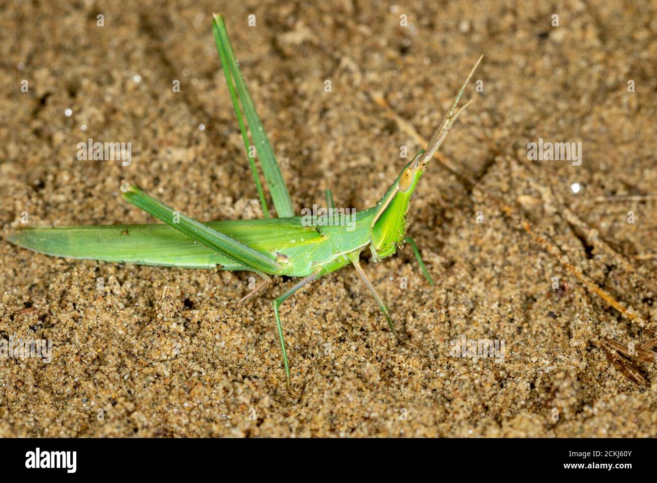 Macro portrait of the cone-headed grasshopper Acrida ungarica on sand ...