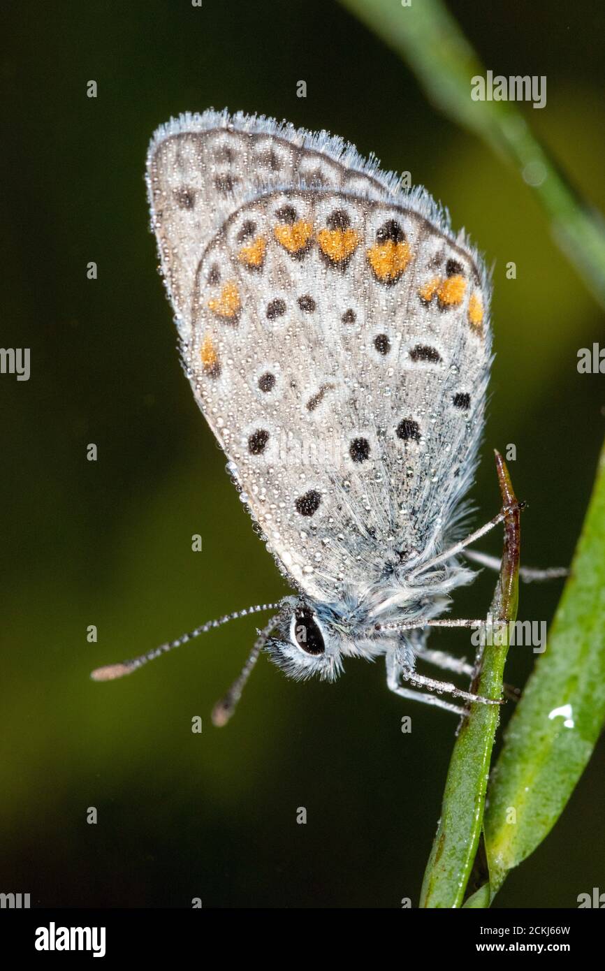The close-up of the common blue butterfly (Polyommatus icarus Stock ...