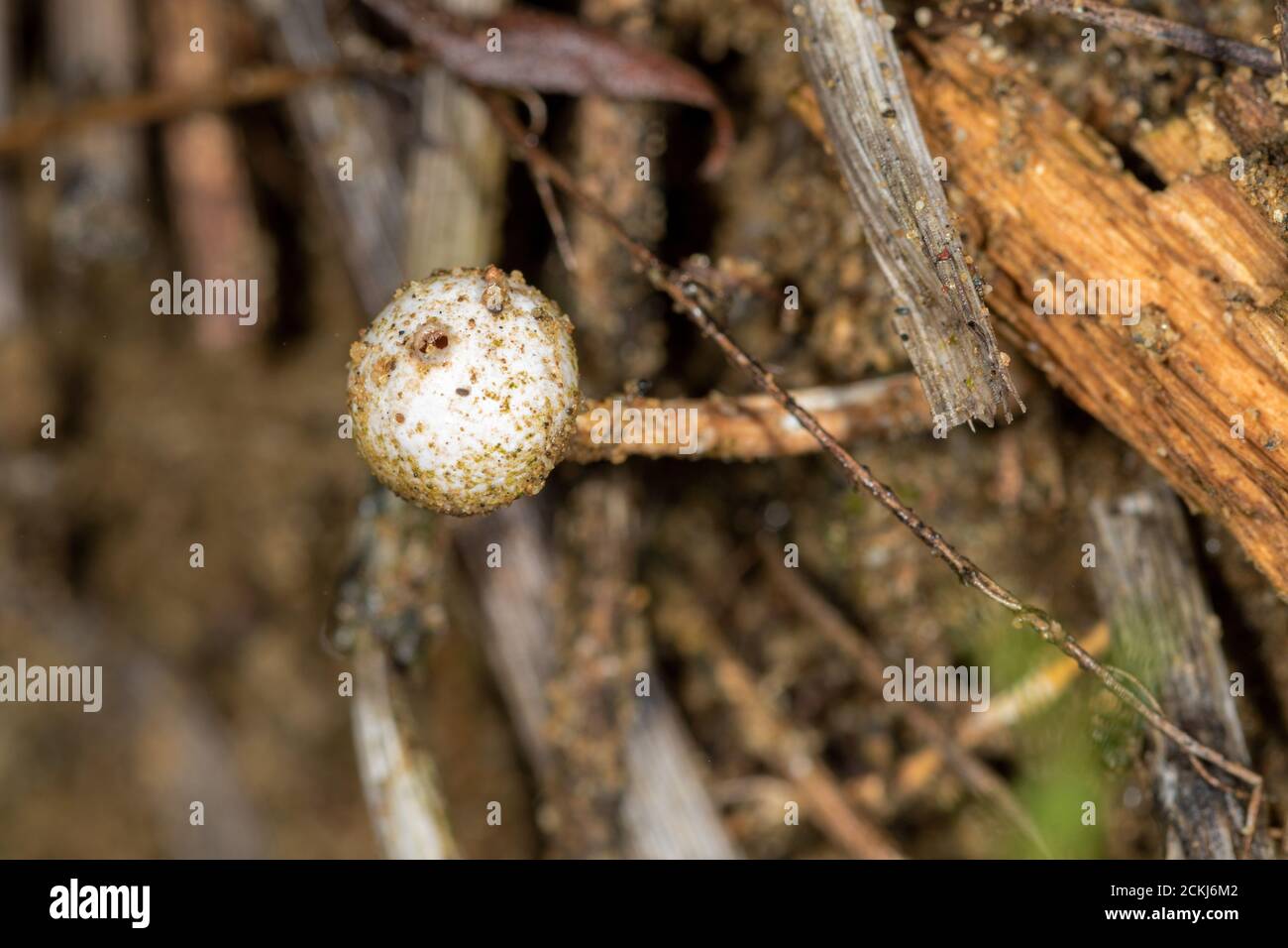 Desert fungus hi-res stock photography and images - Alamy