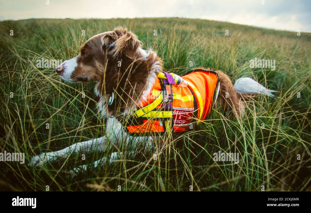 A Search dog with the Langdale/Ambleside mountain Rescue Team one of ...
