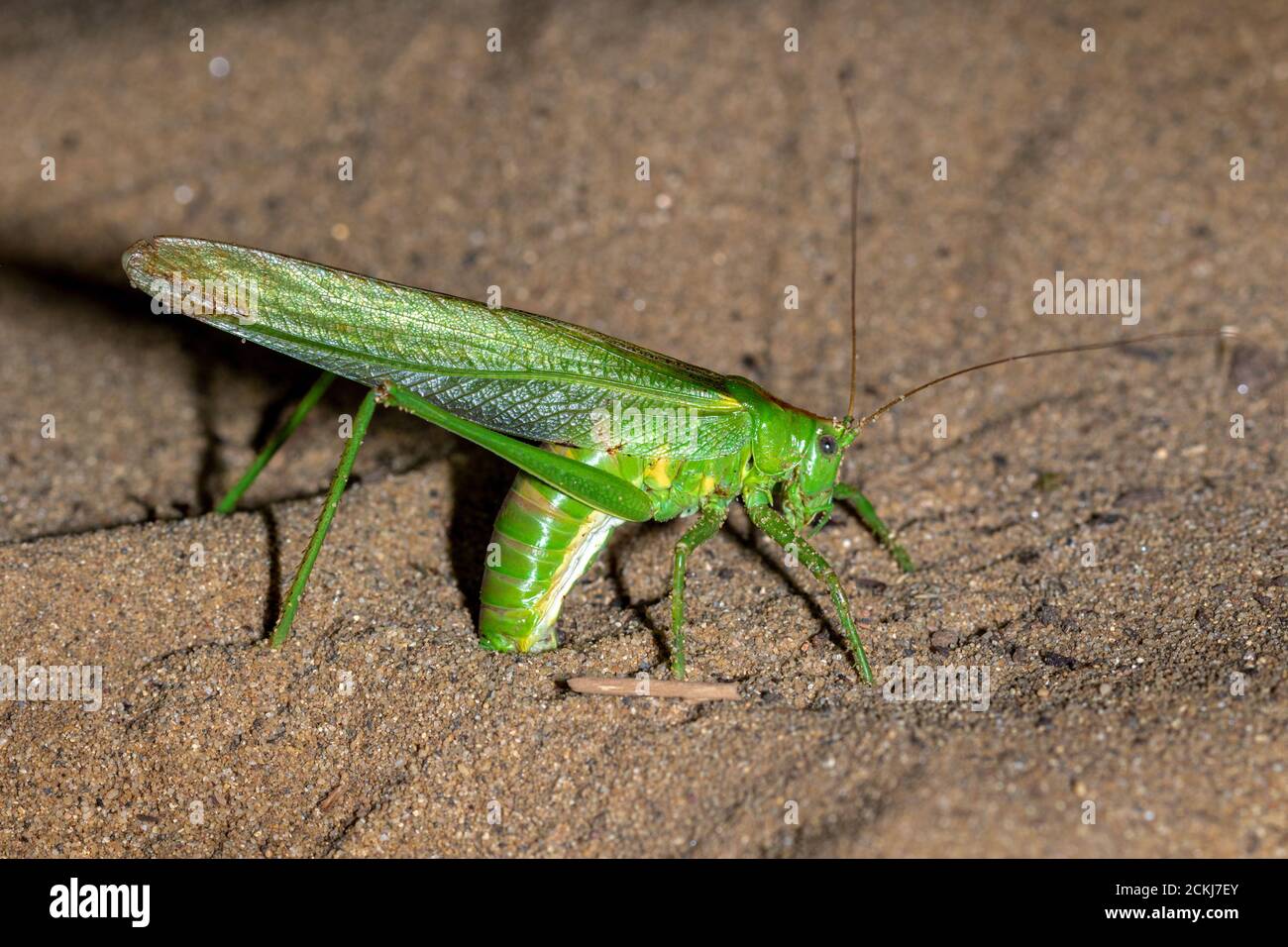 Grasshopper Egg Pods