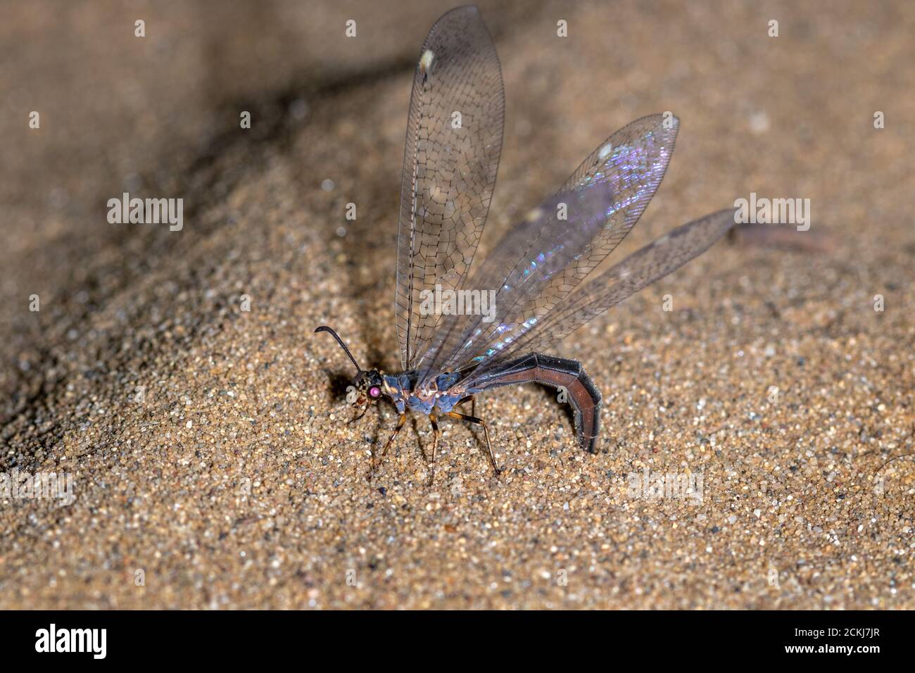 Antlion Eggs