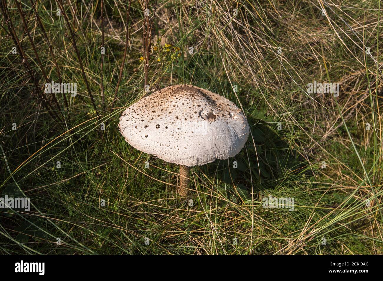 South Walney Nature reserve Stock Photo - Alamy