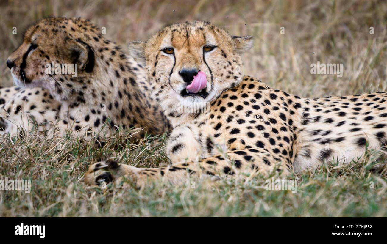 Five cheetah hi-res stock photography and images - Alamy