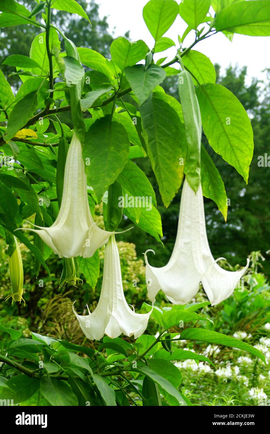 Large size of White Angel's Trumpet flower also known as "Brugmansia ...