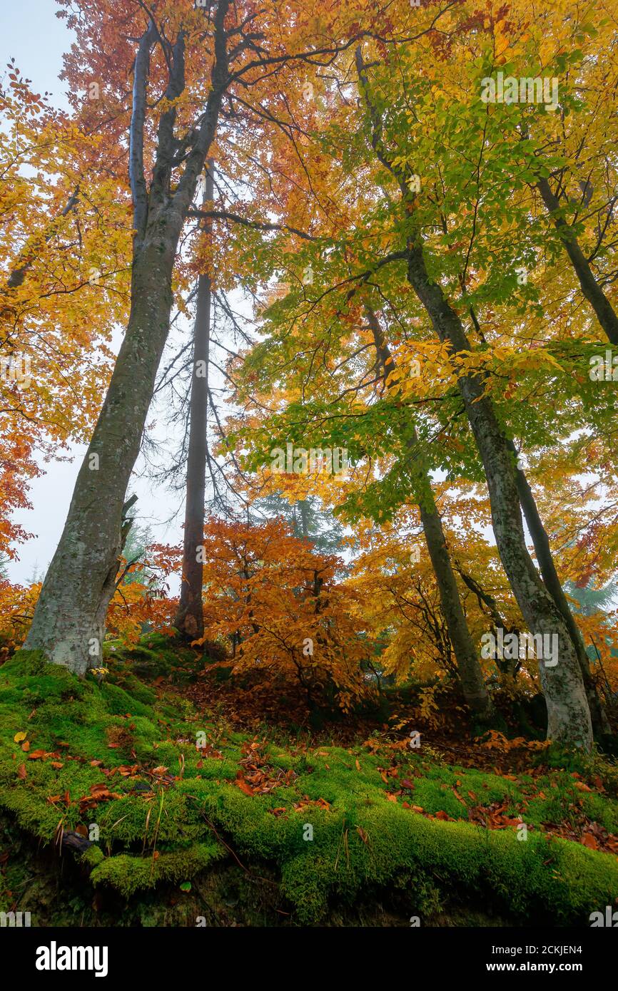 beech trees in colorful foliage. misty forest scenery. colorful foliage ...