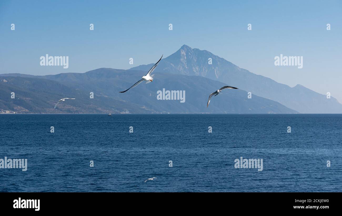 White sea gull flying in the blue sunny sky over the coast of the sea ...