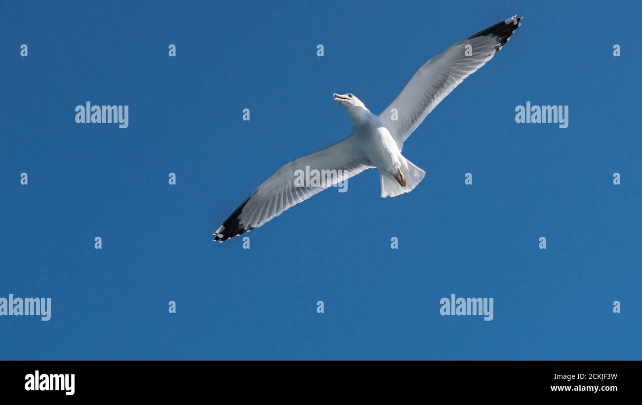 White sea gull flying in the blue sunny sky over the coast of the sea ...