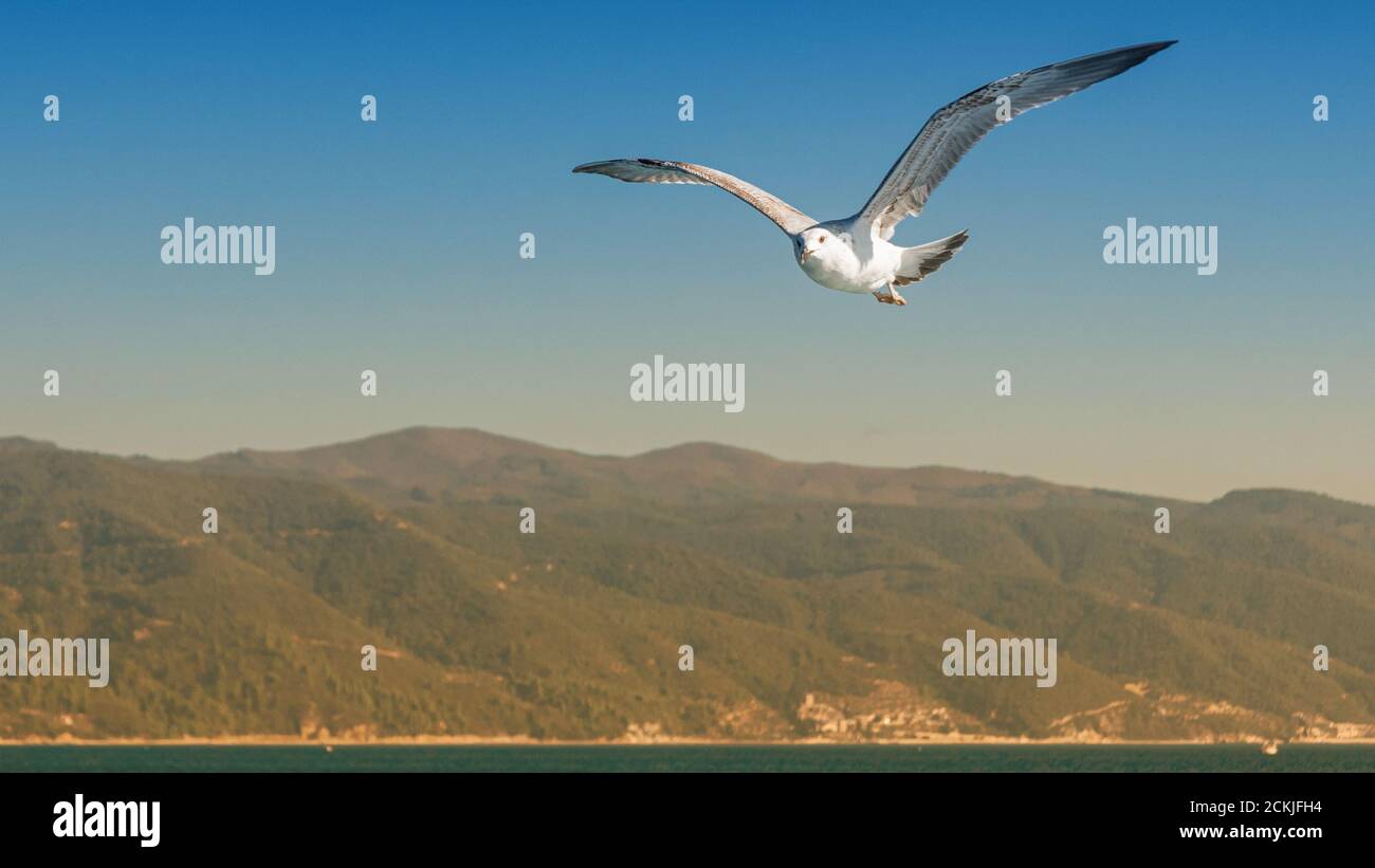 White sea gull flying in the blue sunny sky over the coast of the sea ...