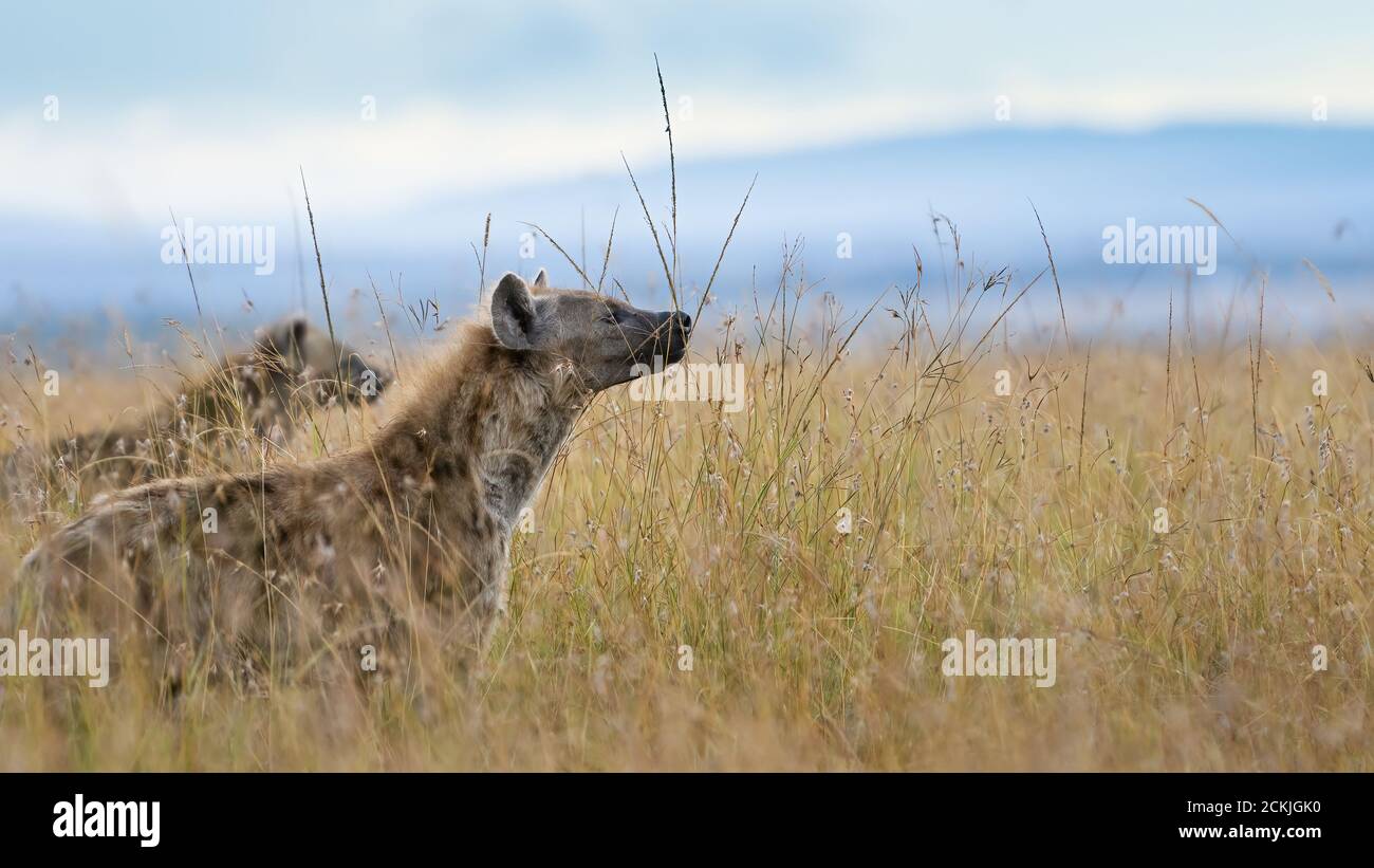 Hyenas in side profile Stock Photo - Alamy