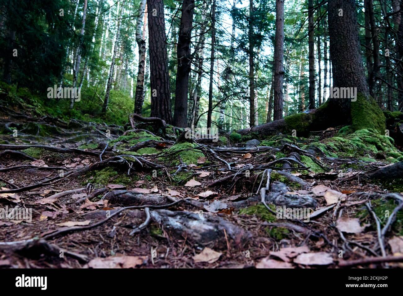 Walking around colorful shoes hi-res stock photography and images - Alamy